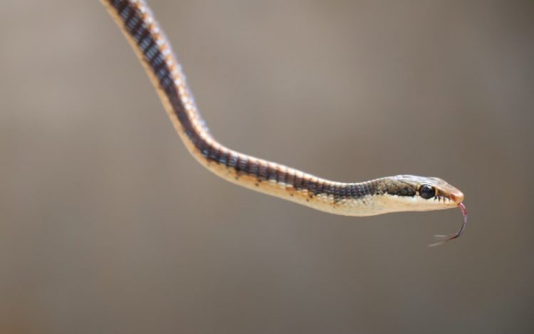 This Simple Trick Can Keep Snakes Away from Your Toilet – DailyFeed.org