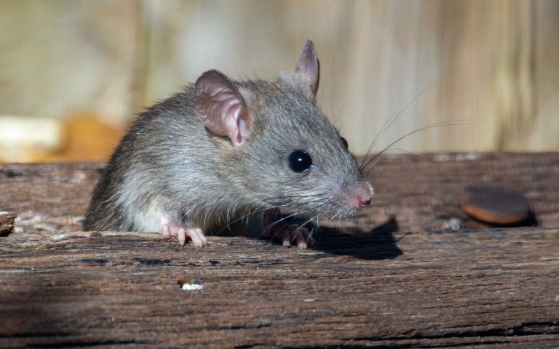 The Bacterial Disease Originating from the Infected Urine of Rats Is ...
